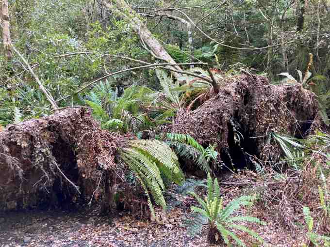 Tree Trunk Gorge – Tracy Annenberg