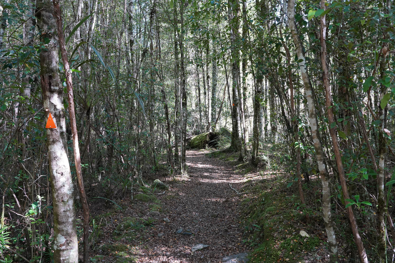 Tree Trunk Gorge – Tracy Annenberg