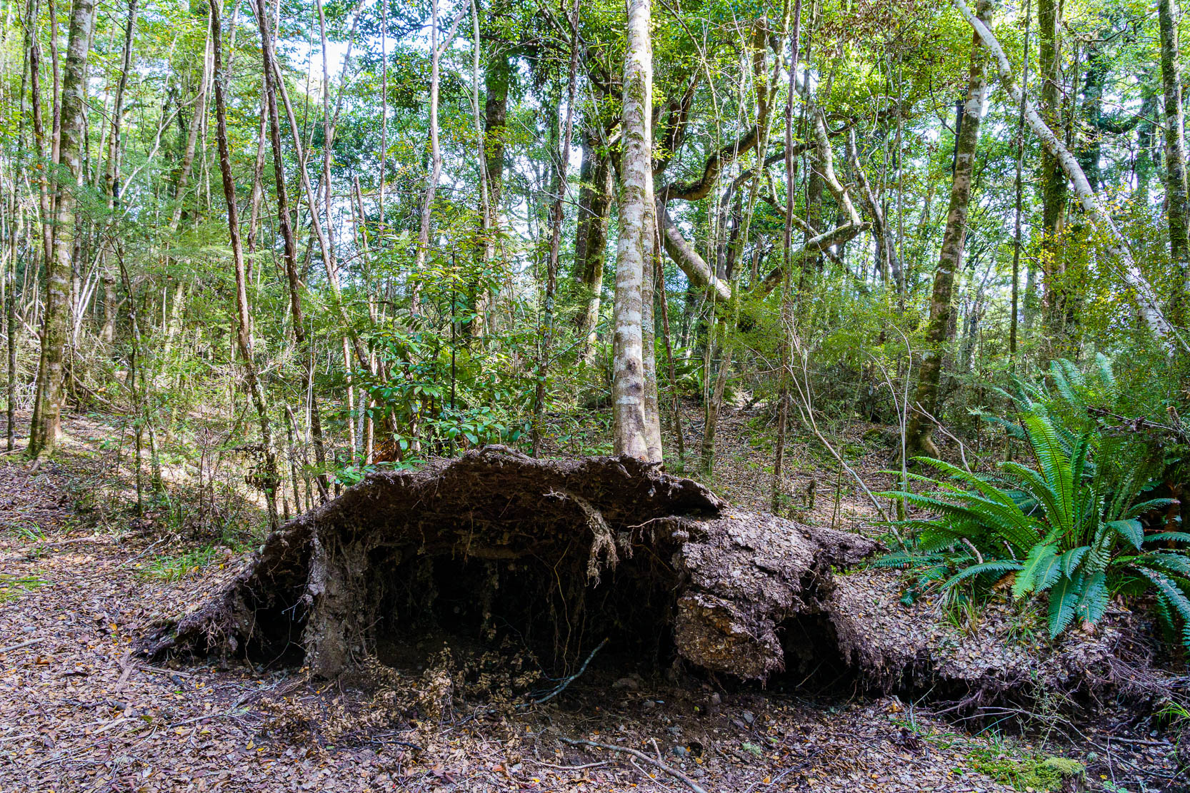 Tree Trunk Gorge – Tracy Annenberg