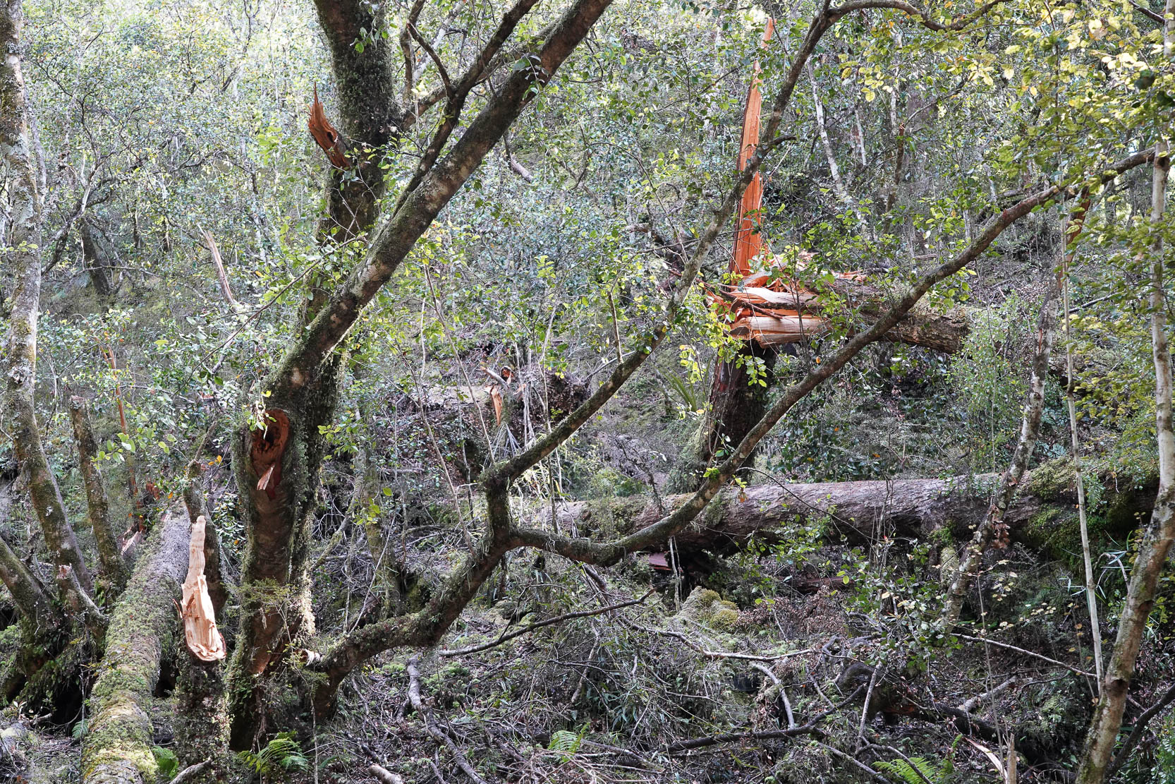 Tree Trunk Gorge – Tracy Annenberg