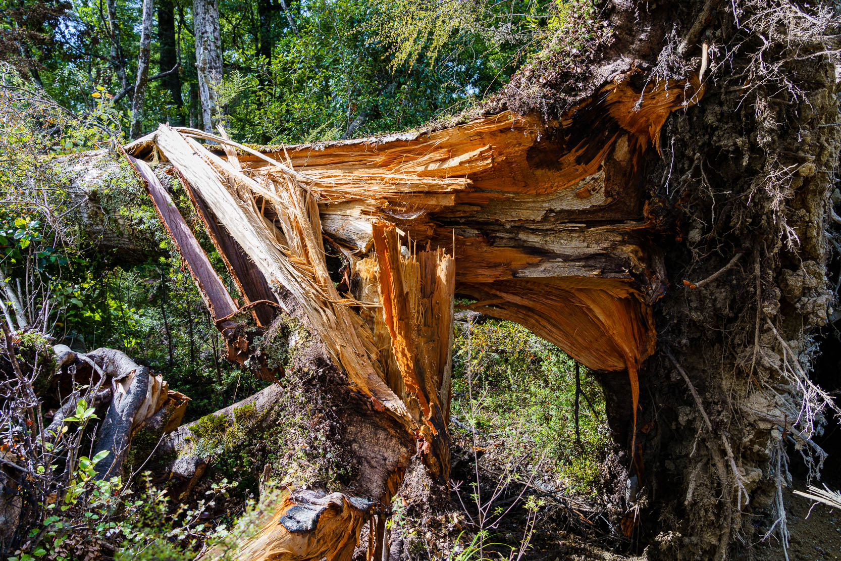 Tree Trunk Gorge – Tracy Annenberg
